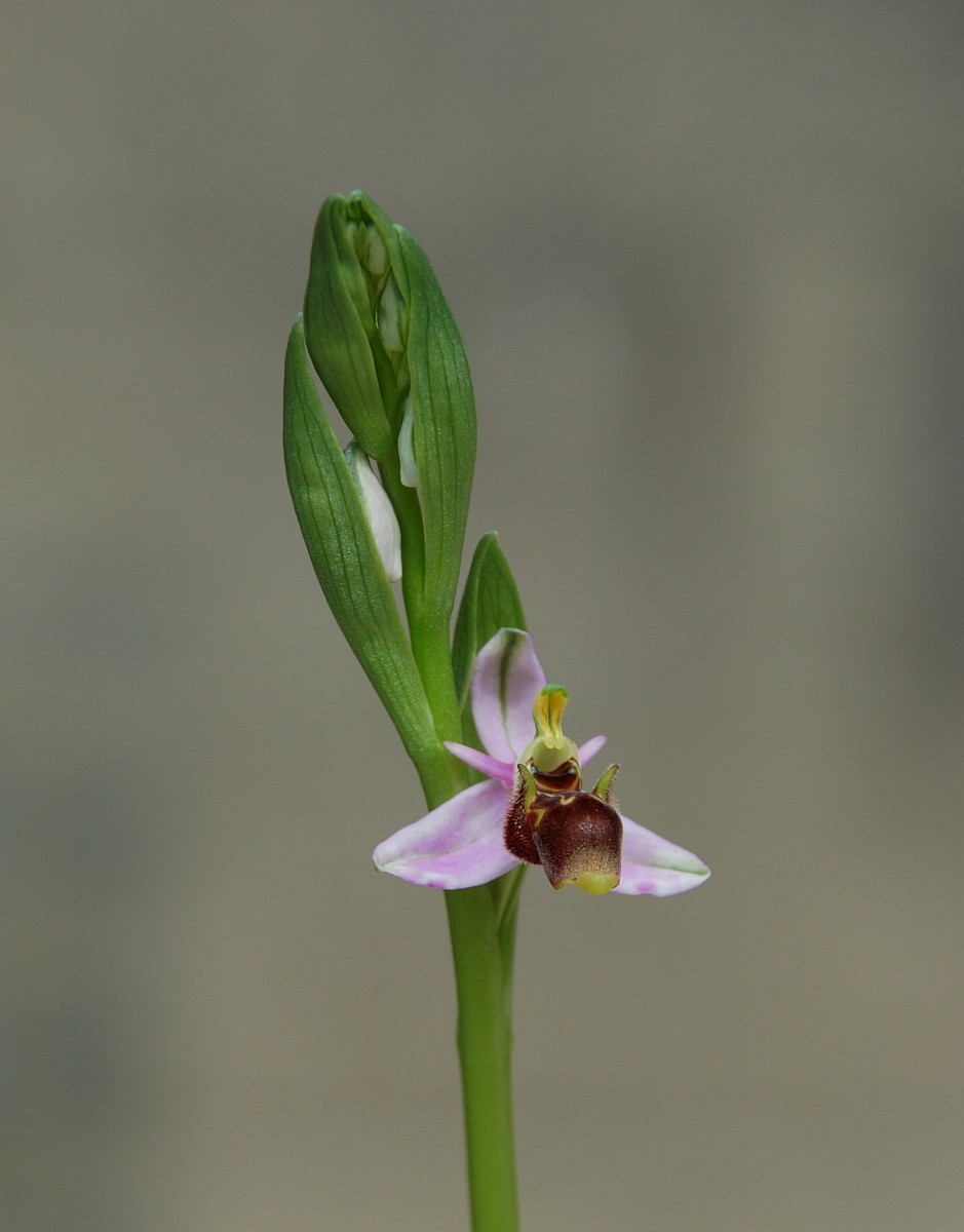 Ophrys scolopax, Woodcock Orchid