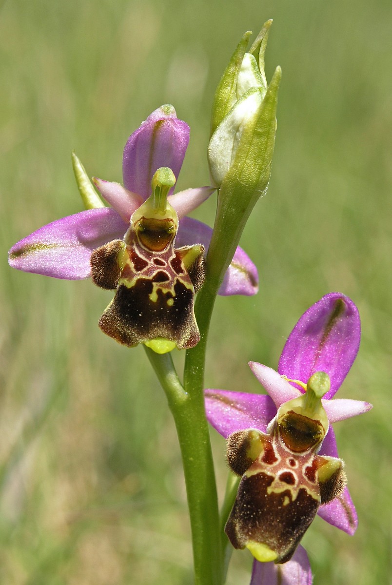 Ophrys scolopax, Woodcock Orchid