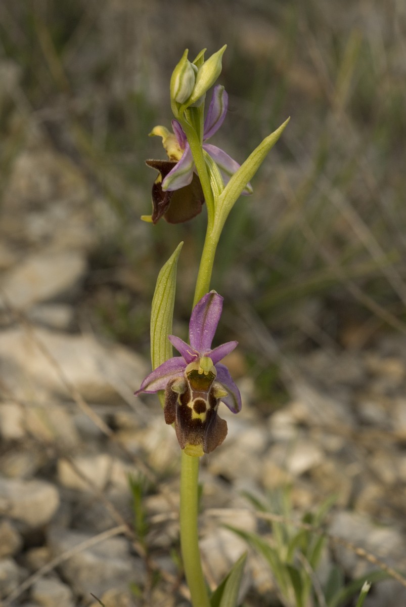 Ophrys scolopax, Woodcock Orchid