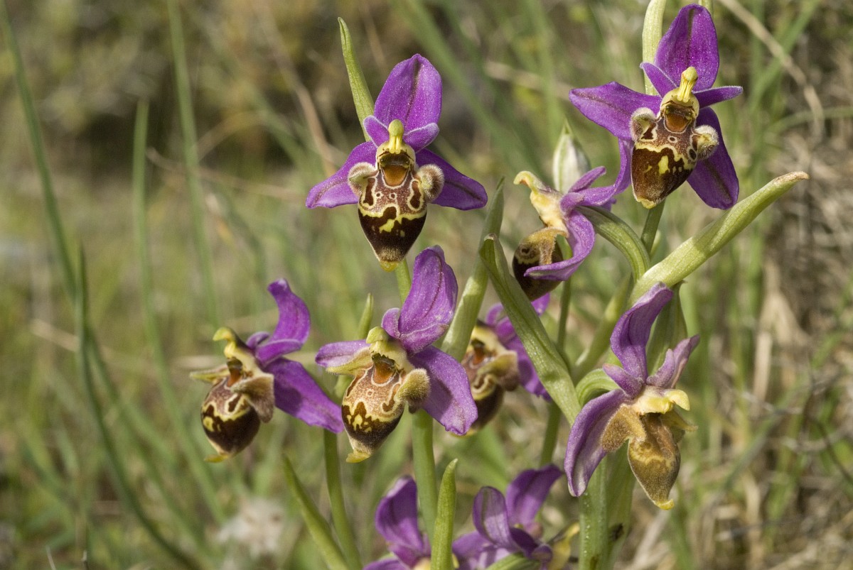 Ophrys scolopax, Woodcock Orchid