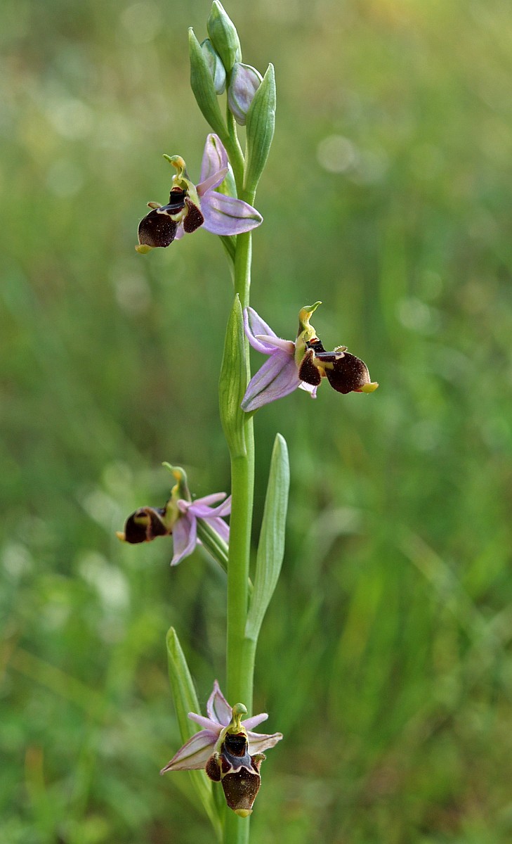 Ophrys scolopax, Woodcock Orchid