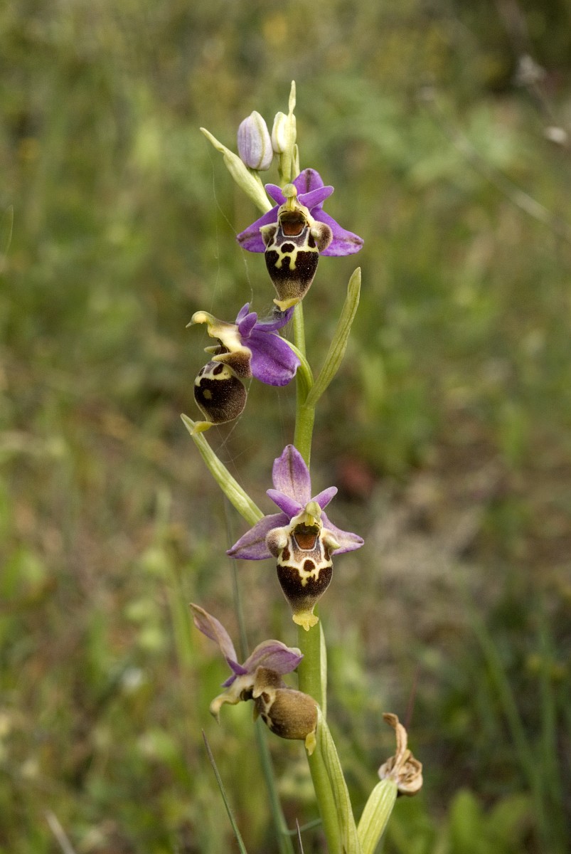 Ophrys scolopax, Woodcock Orchid