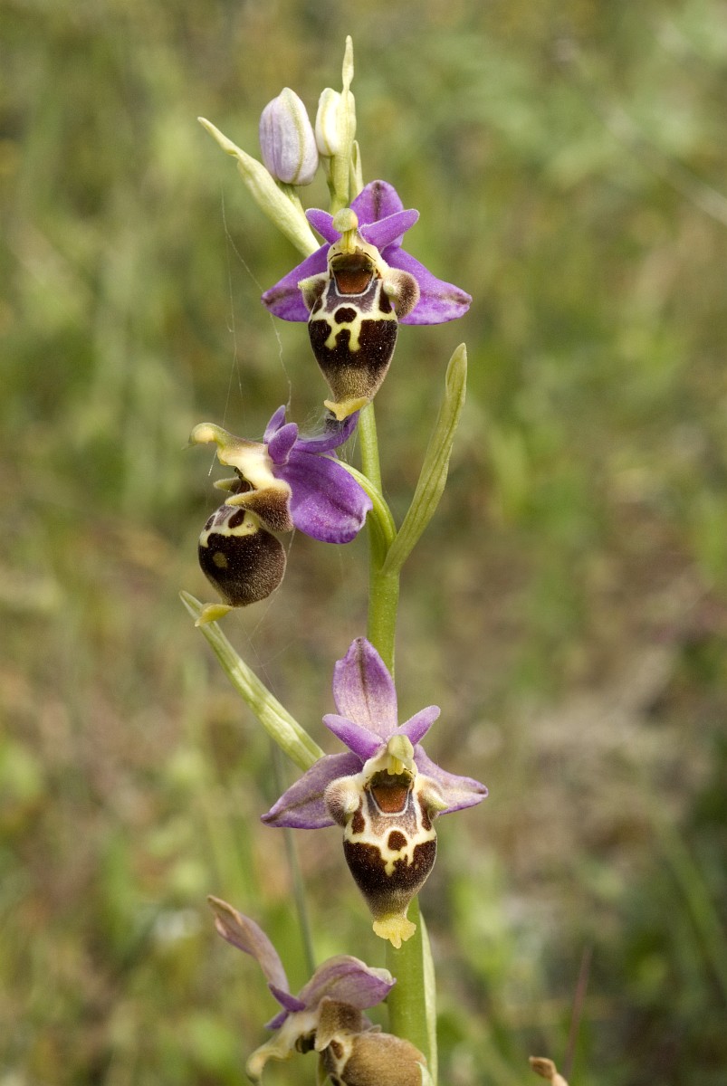 Ophrys scolopax, Woodcock Orchid