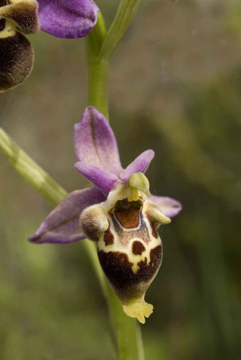 Ophrys scolopax, Woodcock Orchid