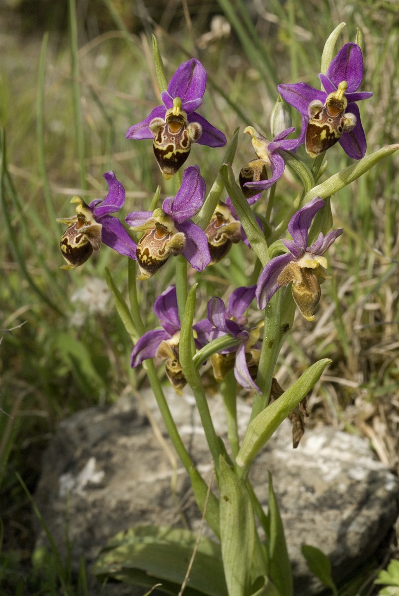 Ophrys scolopax, Woodcock Orchid