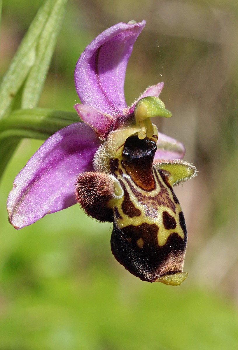 Ophrys scolopax, Woodcock Orchid