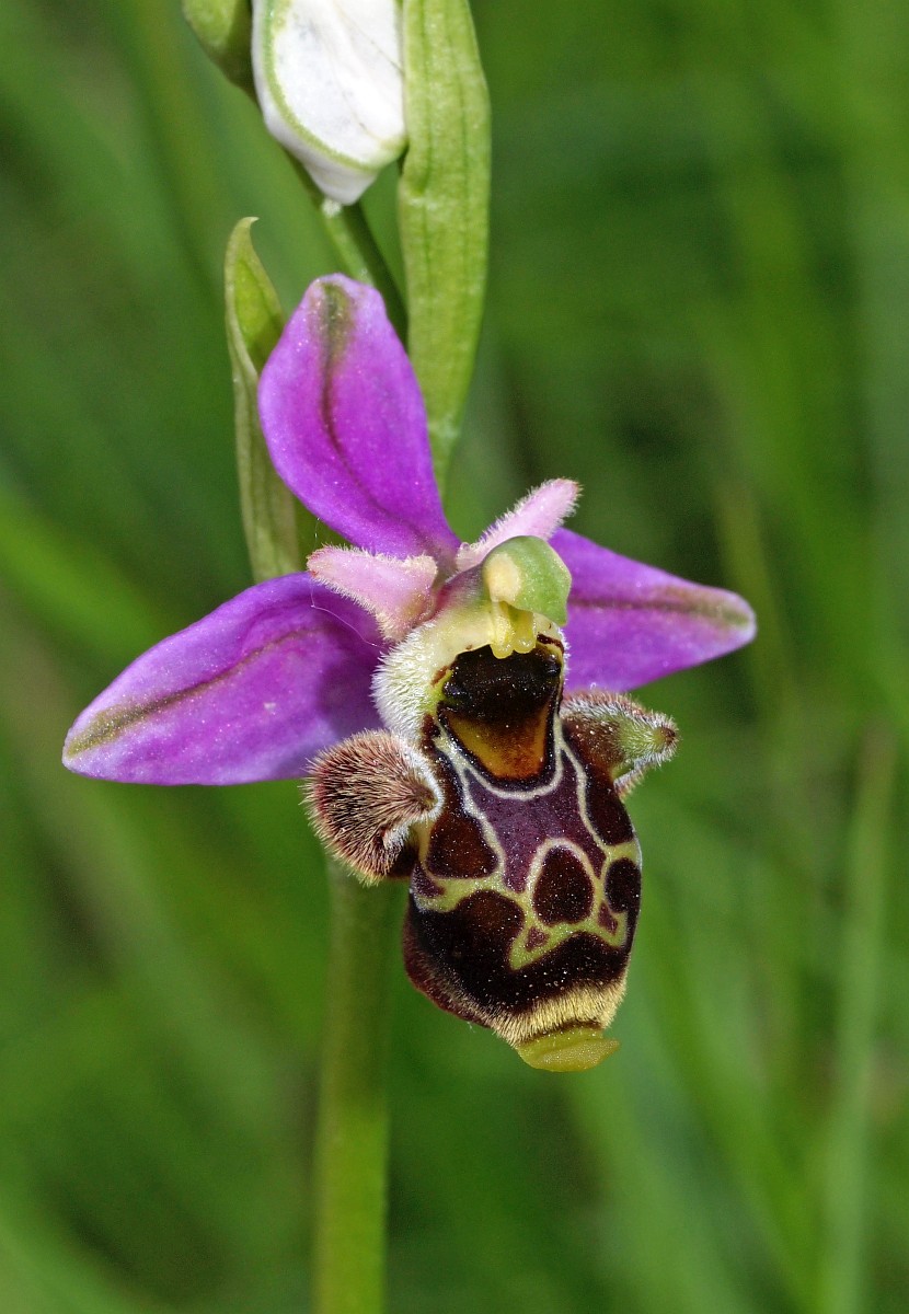 Ophrys scolopax, Woodcock Orchid
