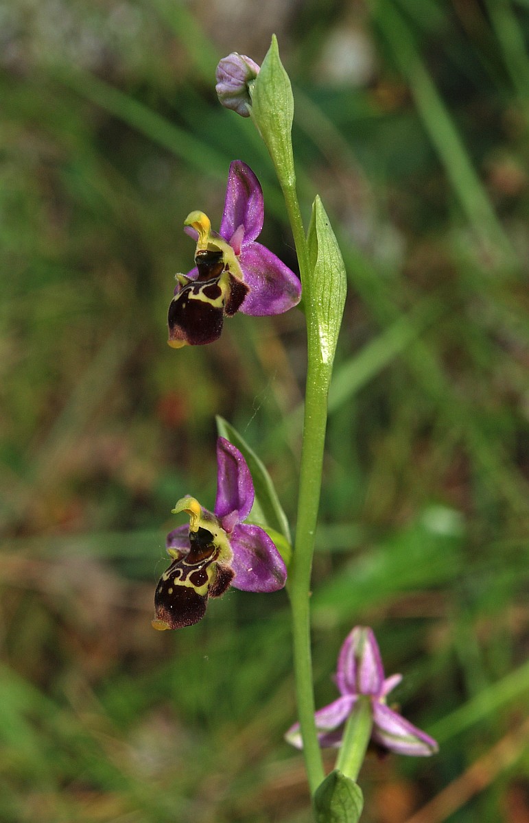 Ophrys scolopax, Woodcock Orchid