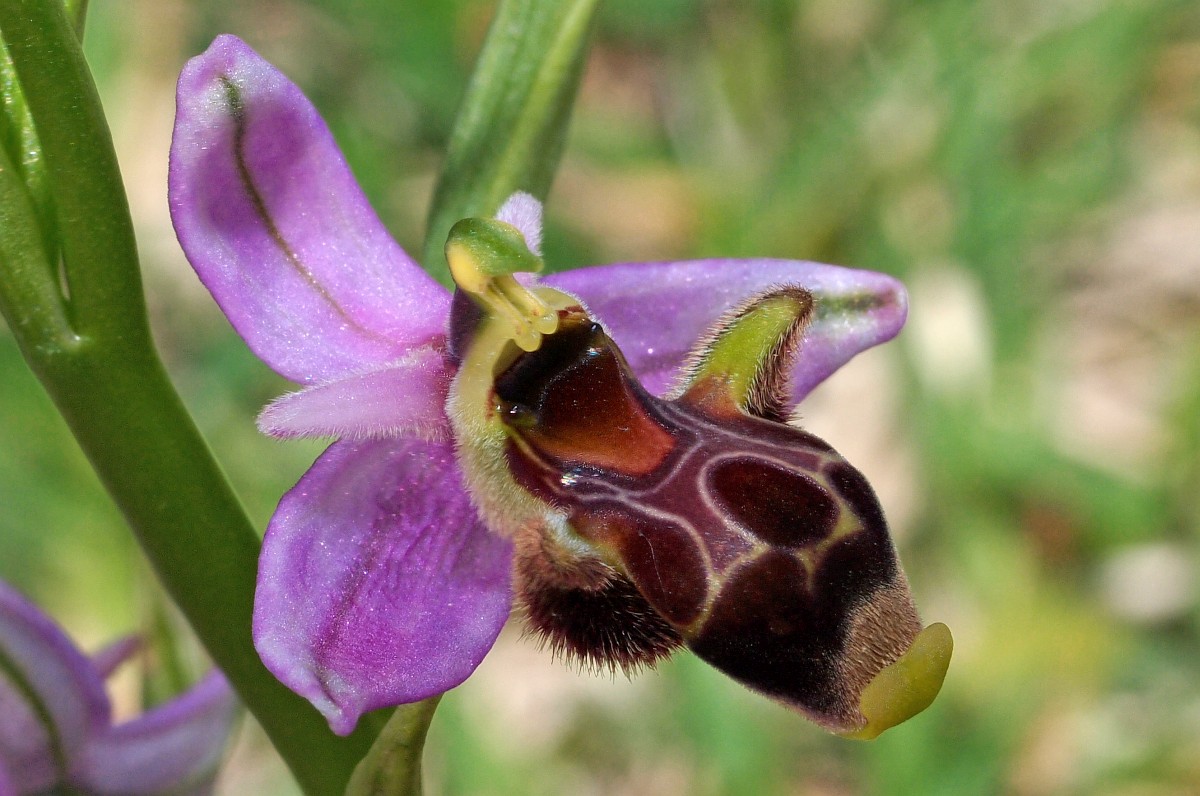 Ophrys scolopax, Woodcock Orchid