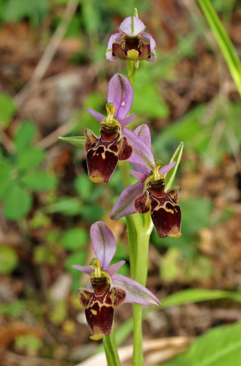 Ophrys scolopax, Woodcock Orchid
