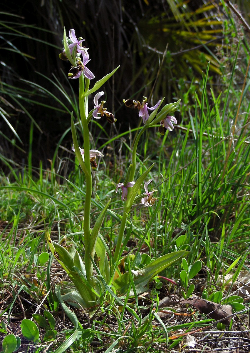Ophrys scolopax, Woodcock Orchid