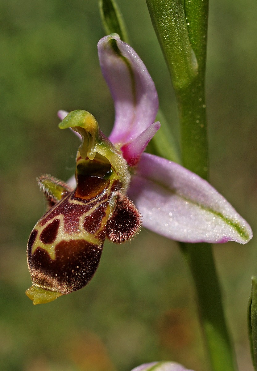 Ophrys scolopax, Woodcock Orchid