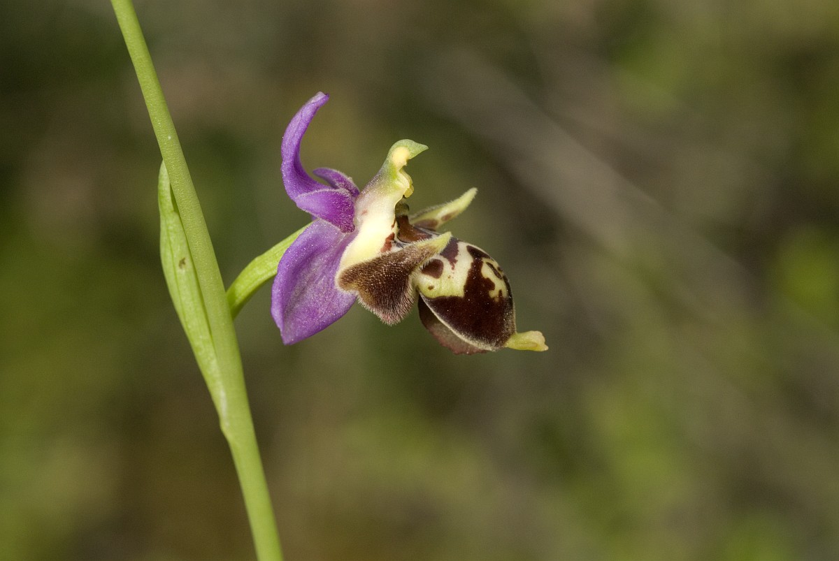 Ophrys scolopax, Woodcock Orchid