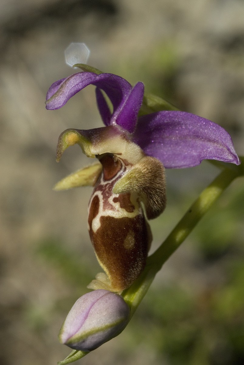 Ophrys scolopax, Woodcock Orchid