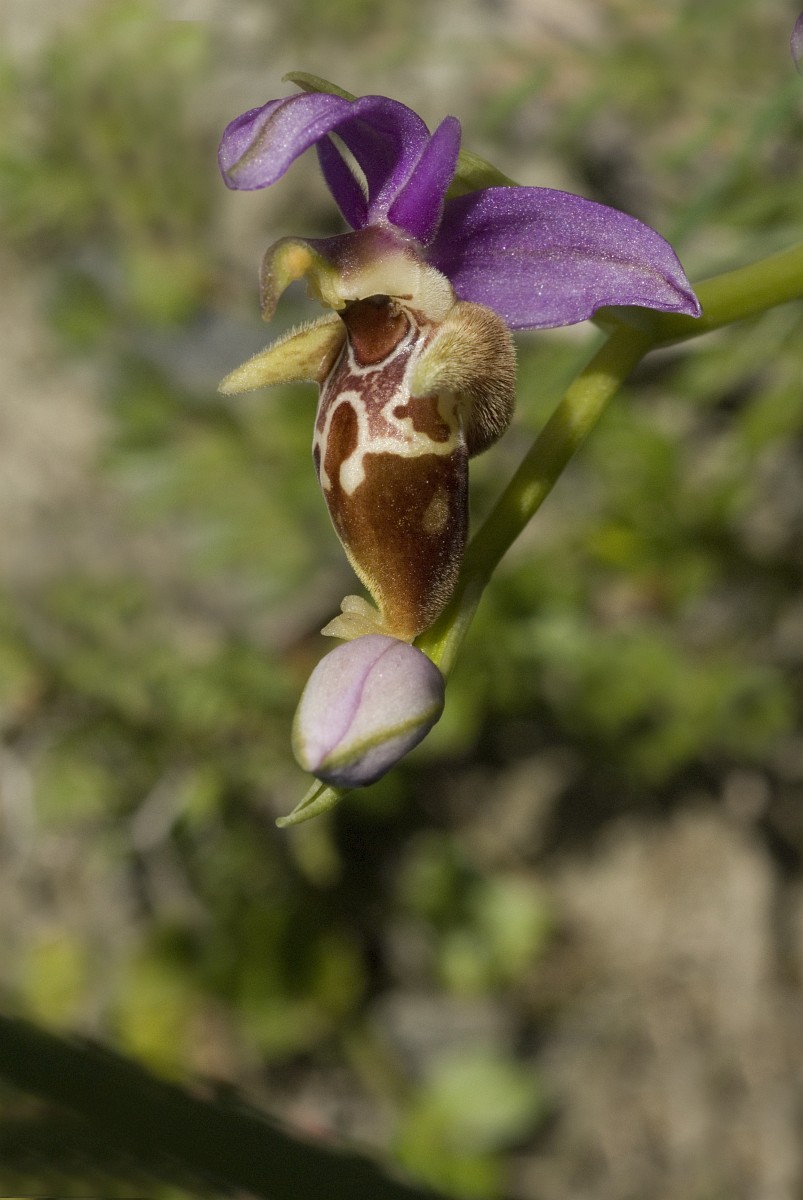 Ophrys scolopax, Woodcock Orchid