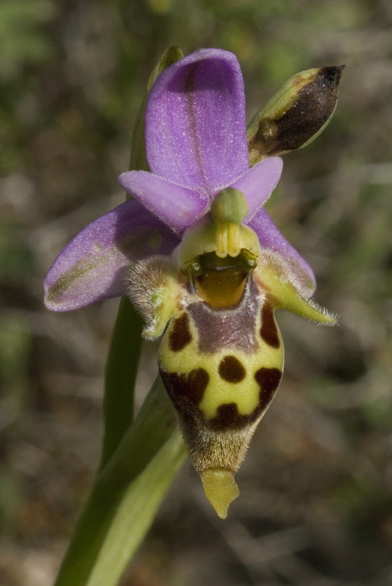 Ophrys scolopax, Woodcock Orchid