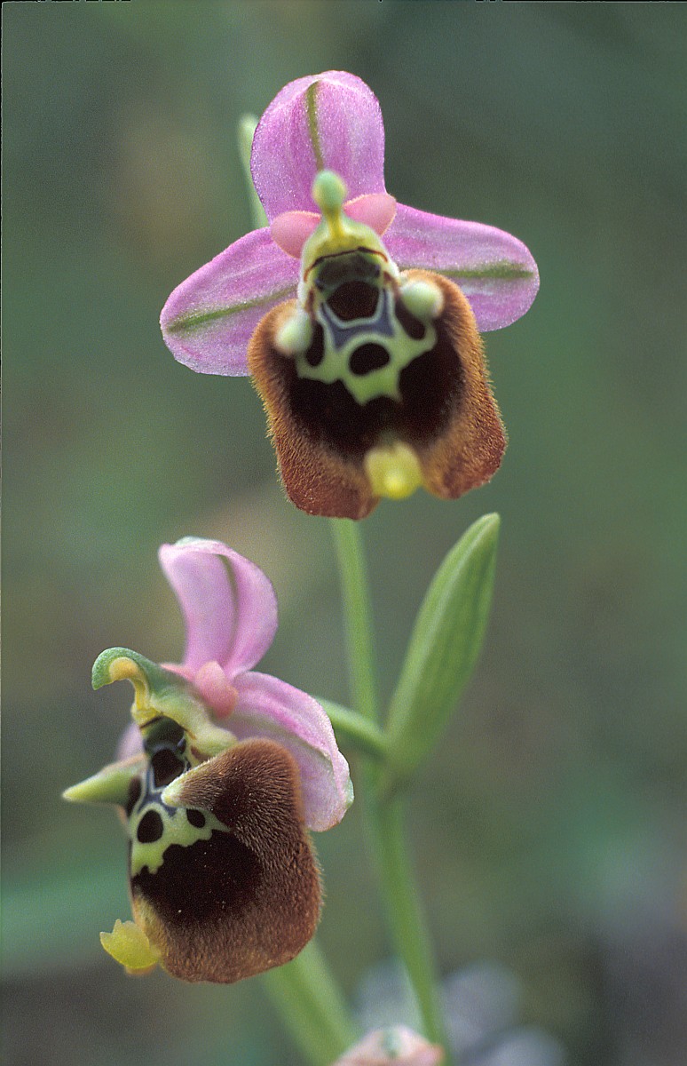 Ophrys scolopax, Woodcock Orchid
