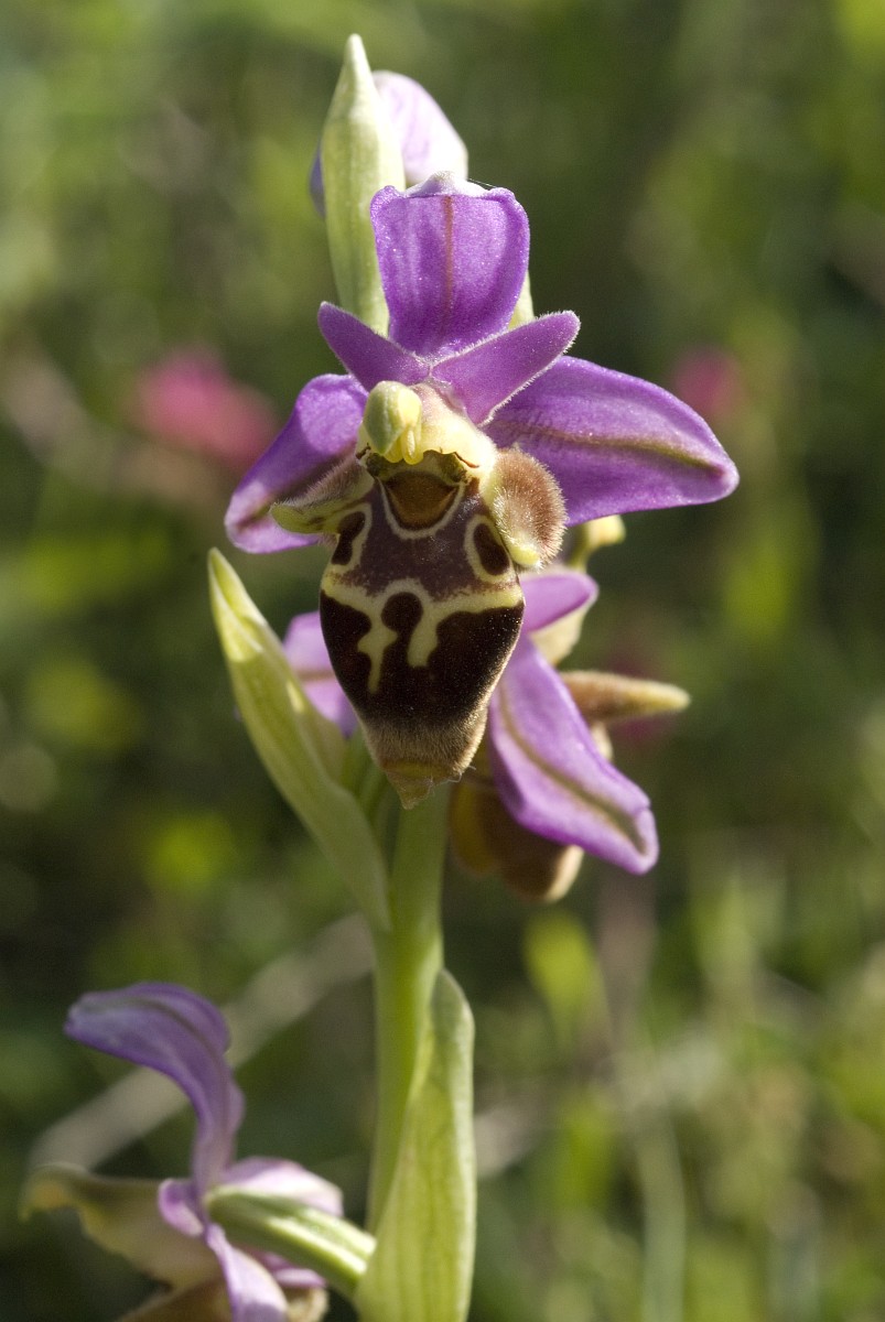 Ophrys scolopax, Woodcock Orchid