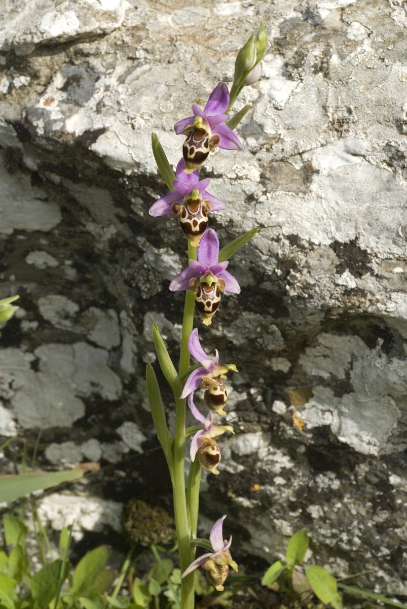 Ophrys scolopax, Woodcock Orchid