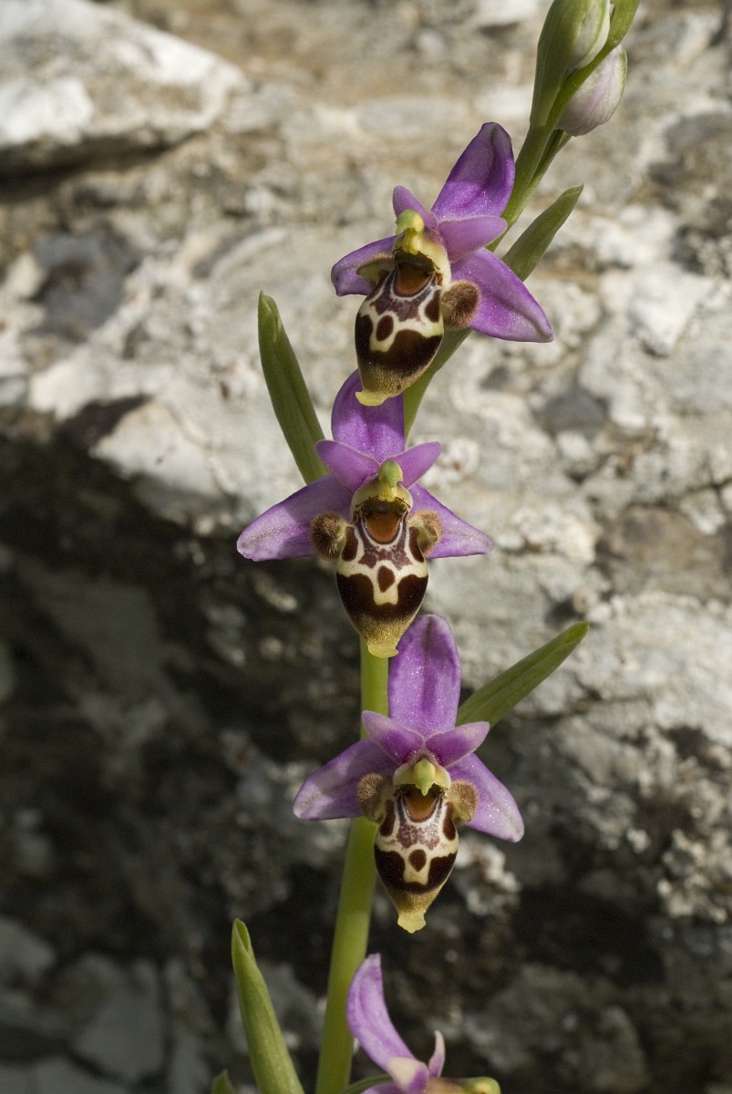 Ophrys scolopax, Woodcock Orchid
