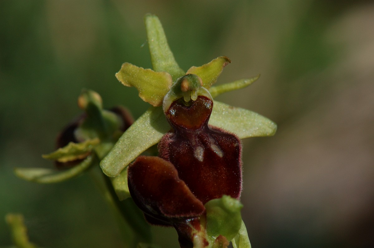 Ophrys sphegodes, Early Spider Orchid