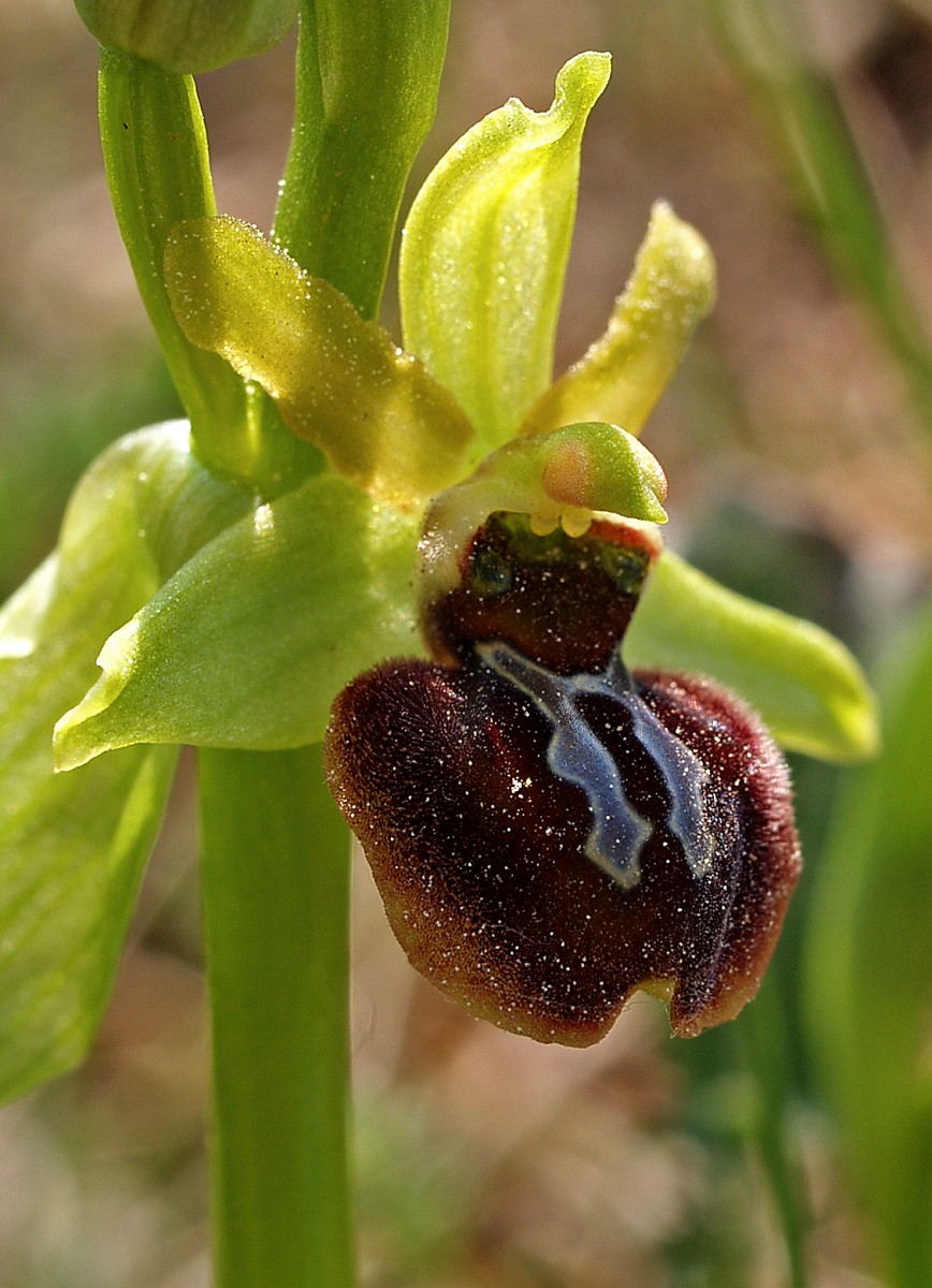Ophrys sphegodes, Early Spider Orchid