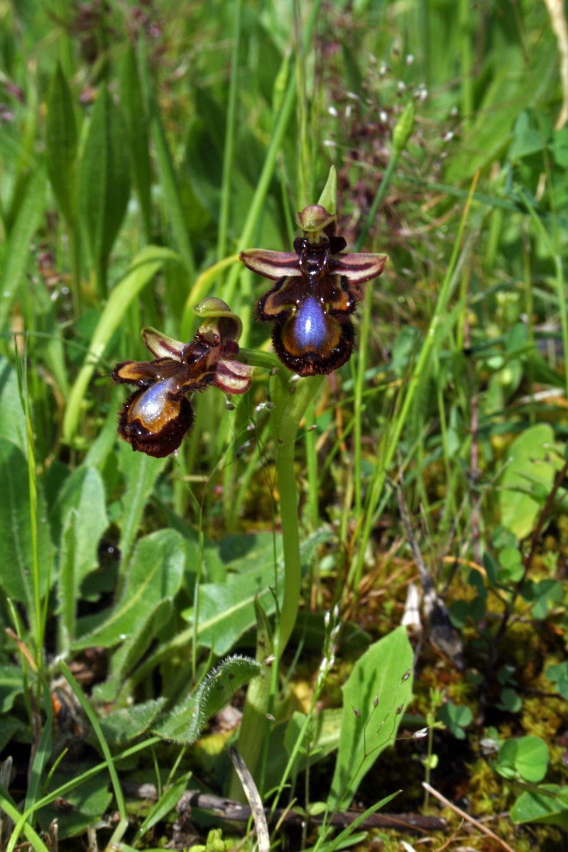 Ophrys vernixia