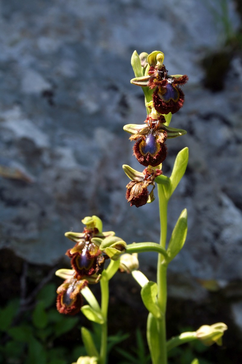 Ophrys vernixia