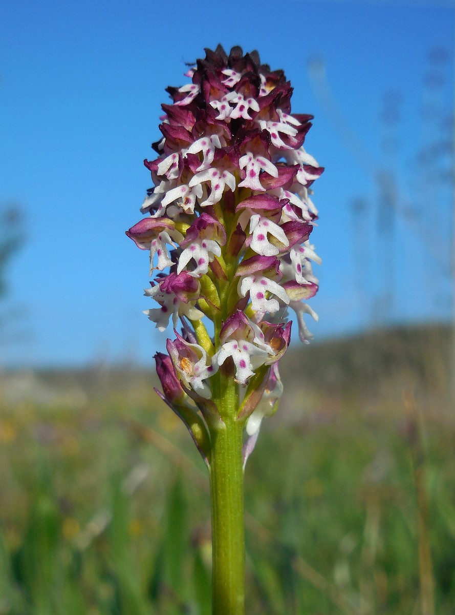 Orchis ustulata, Burnt Orchid