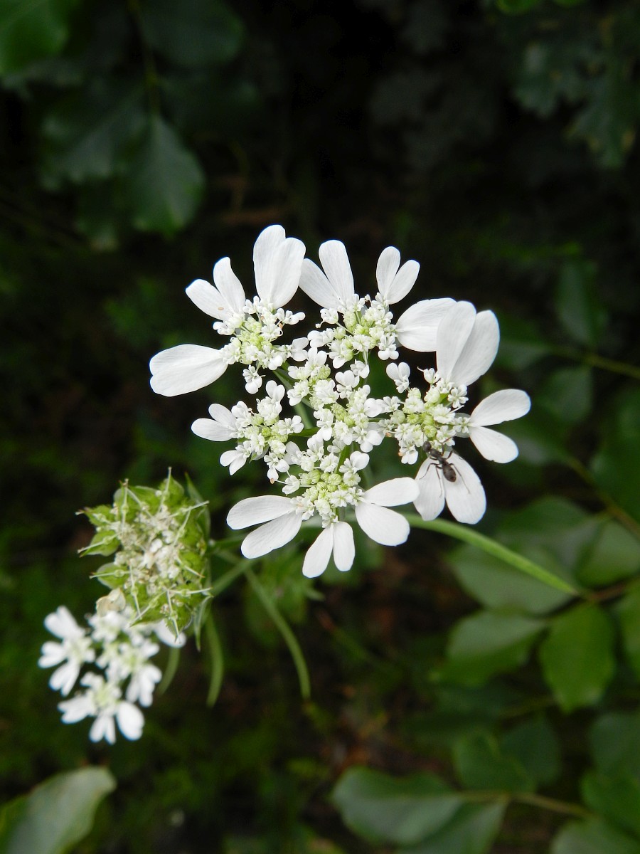 Orlaya grandiflora, White Lace Flower