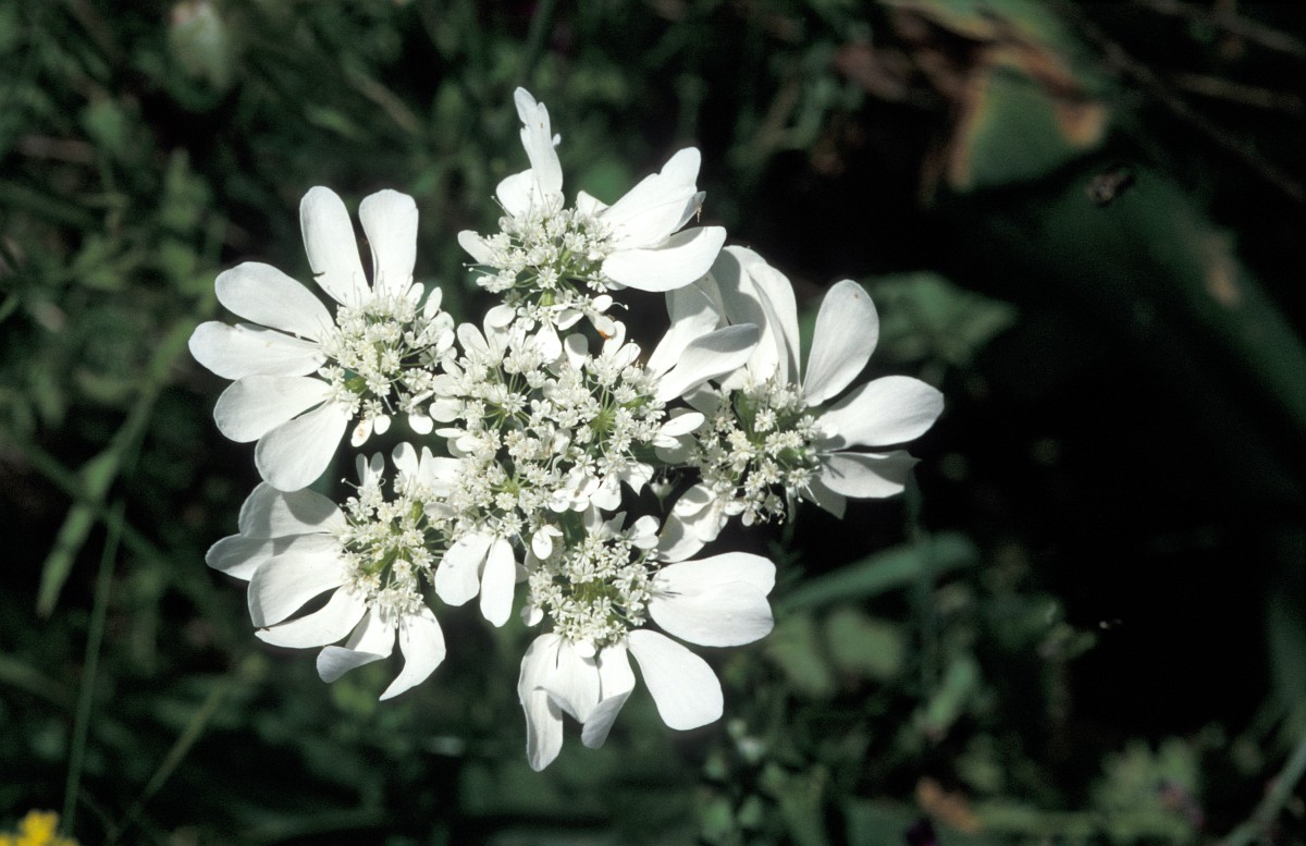 Orlaya grandiflora, White Lace Flower