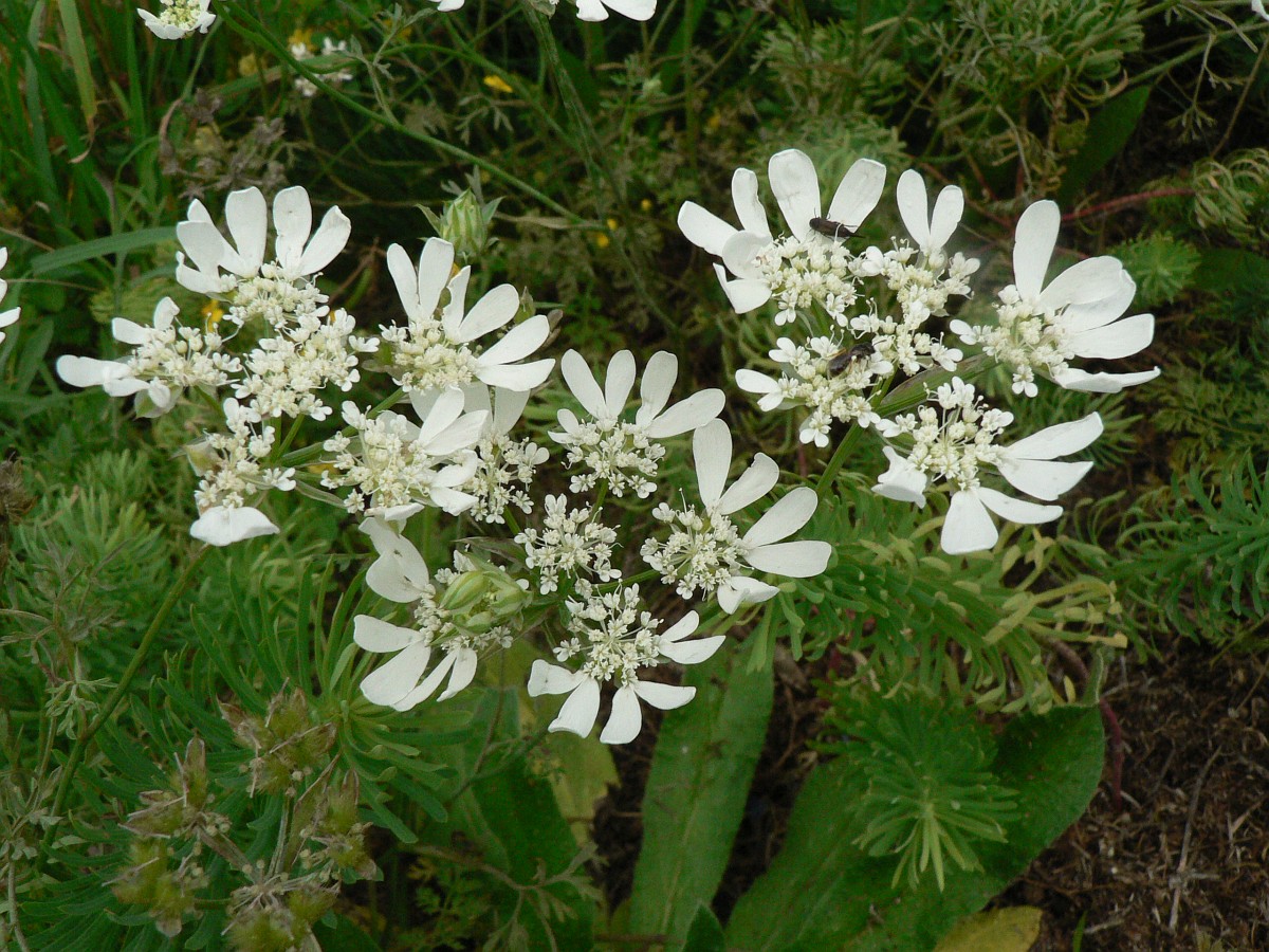 Orlaya grandiflora, White Lace Flower