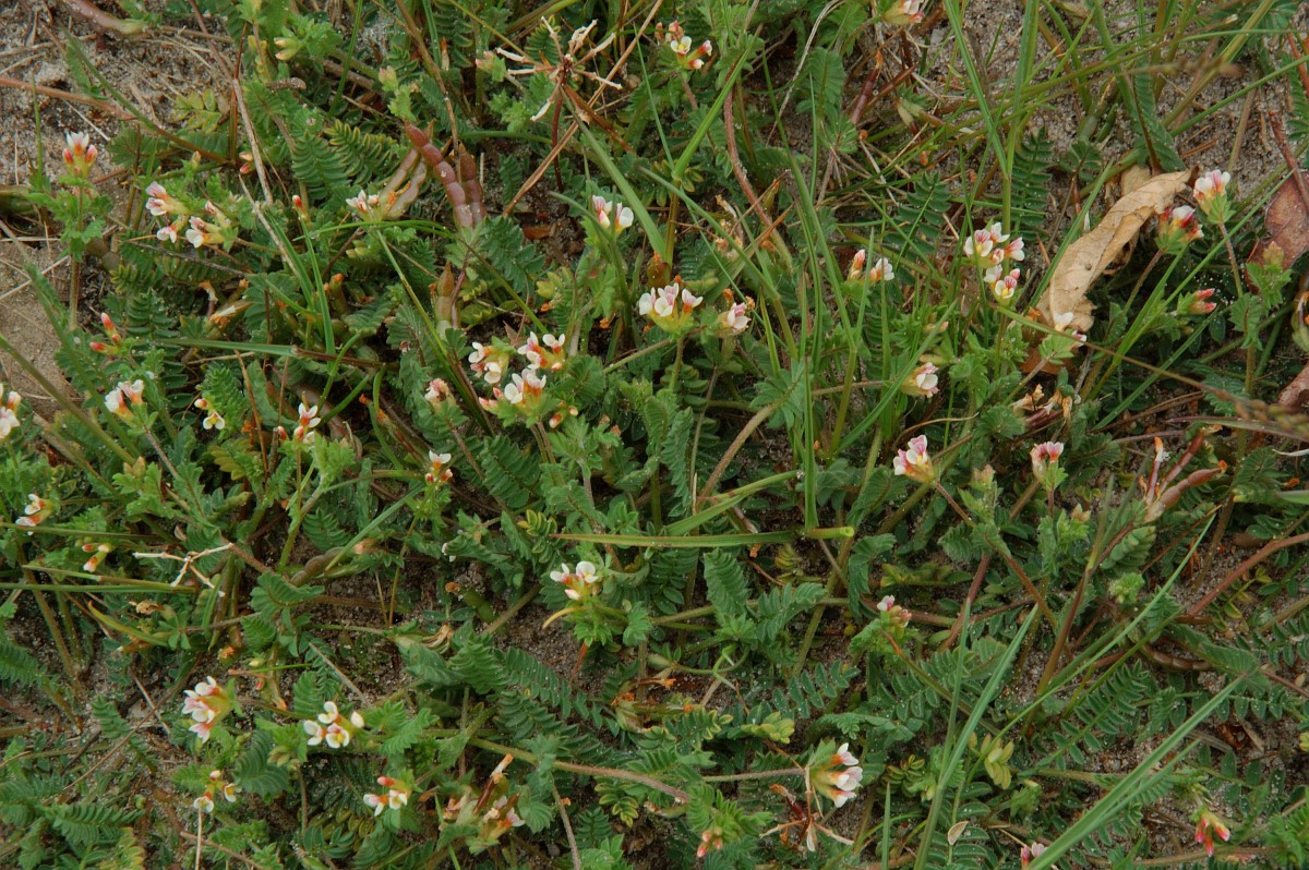 Ornithopus perpusillus, Bird's Foot