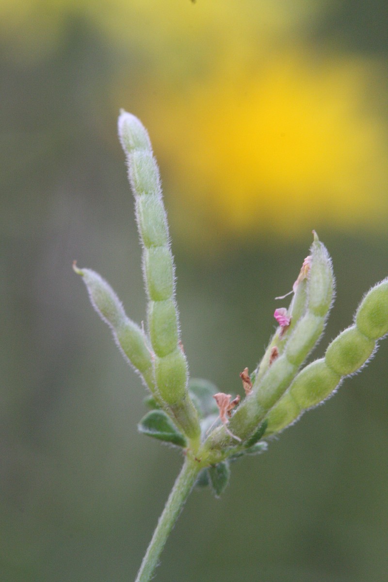 Ornithopus perpusillus, Bird's Foot