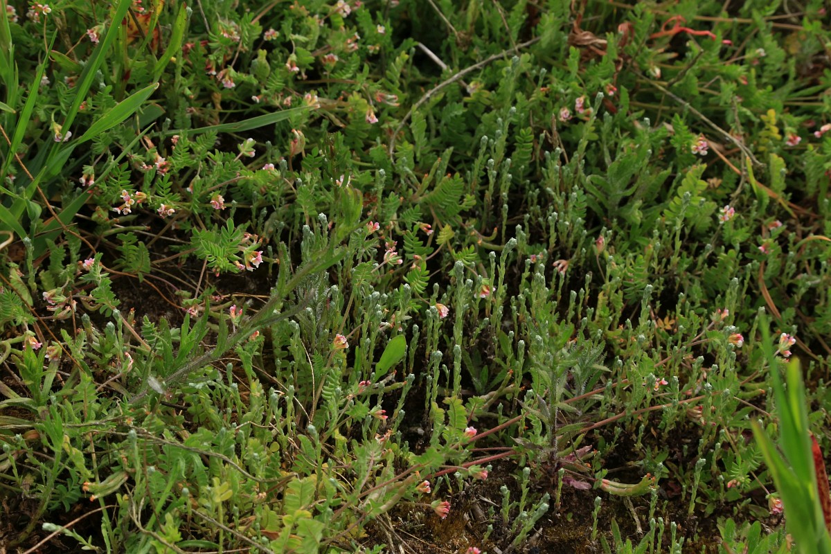 Ornithopus perpusillus, Bird's Foot