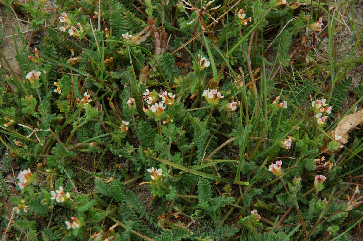 Ornithopus perpusillus, Bird's Foot