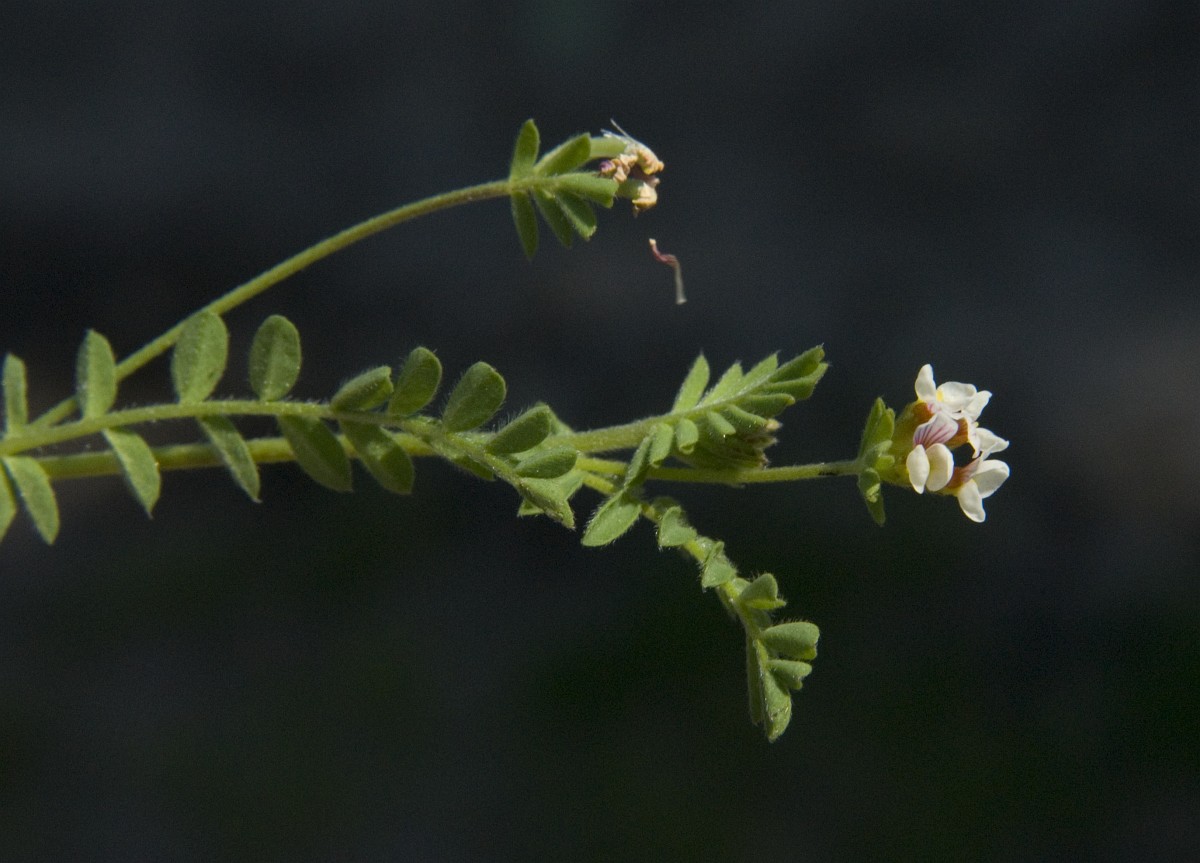 Ornithopus perpusillus, Bird's Foot