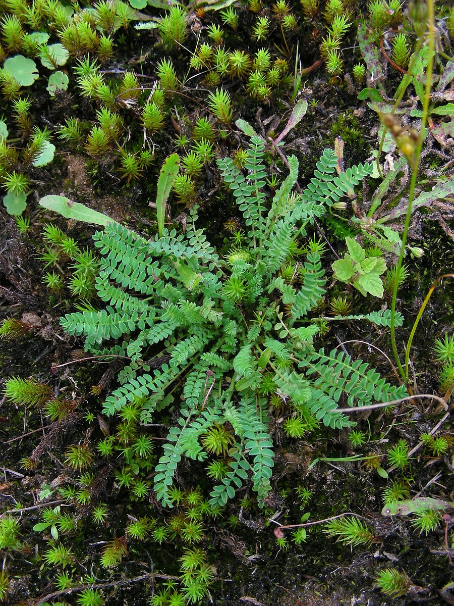 Ornithopus perpusillus, Bird's Foot