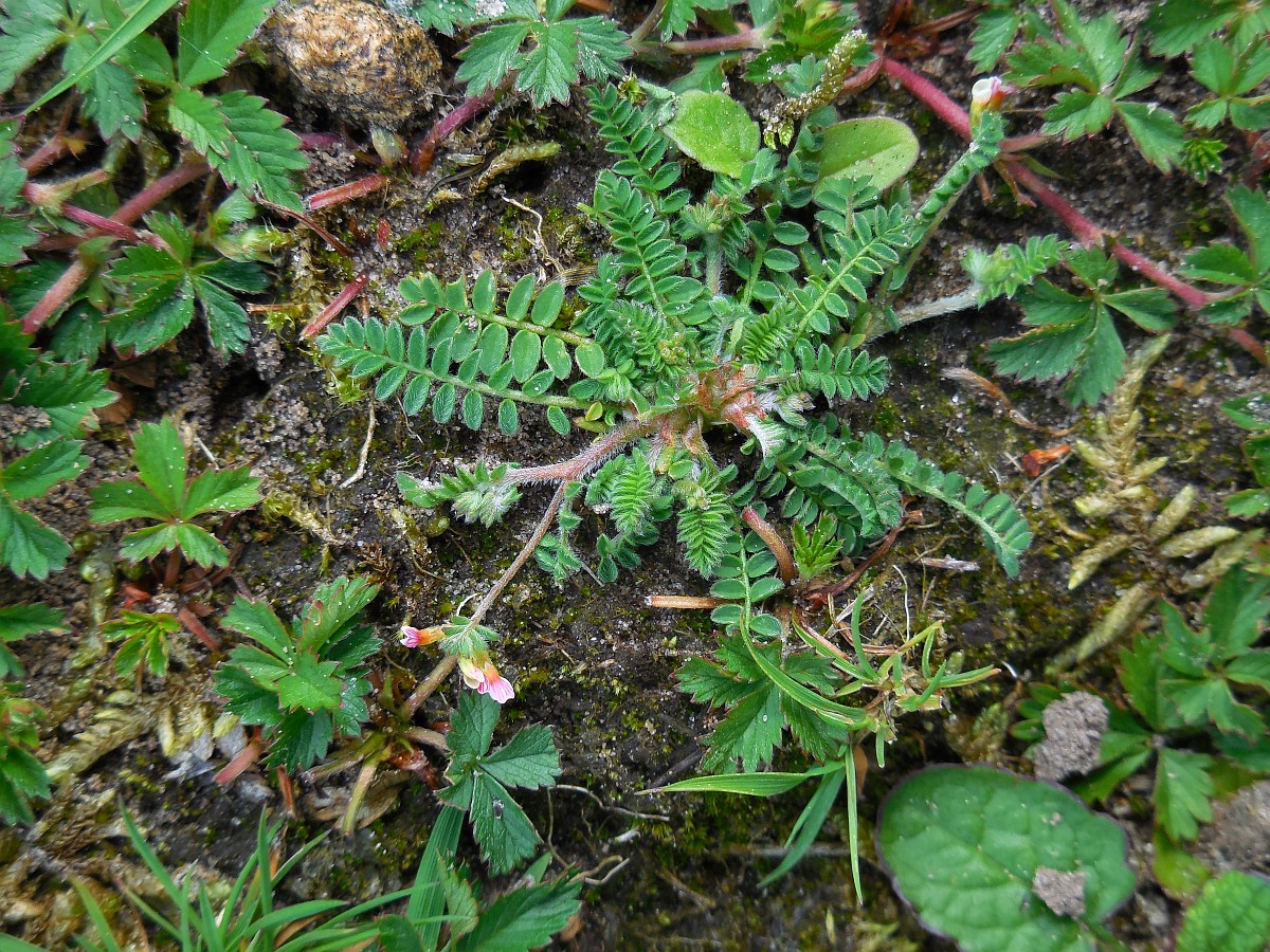 Ornithopus perpusillus, Bird's Foot
