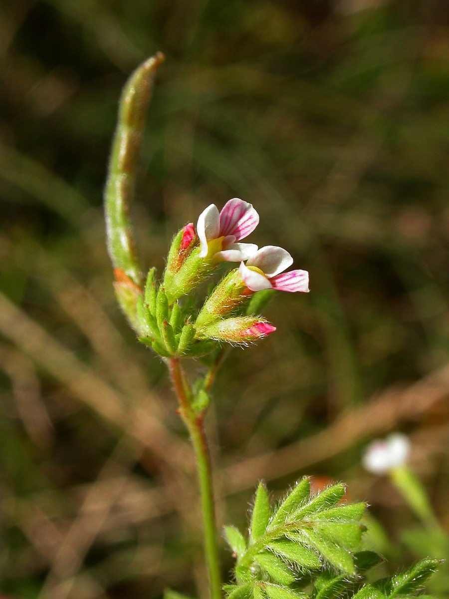 Ornithopus perpusillus, Bird's Foot