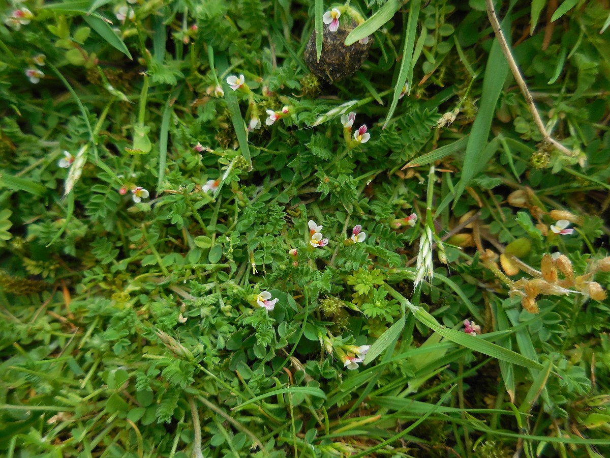 Ornithopus perpusillus, Bird's Foot