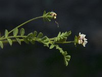 Ornithopus perpusillus, Bird's Foot