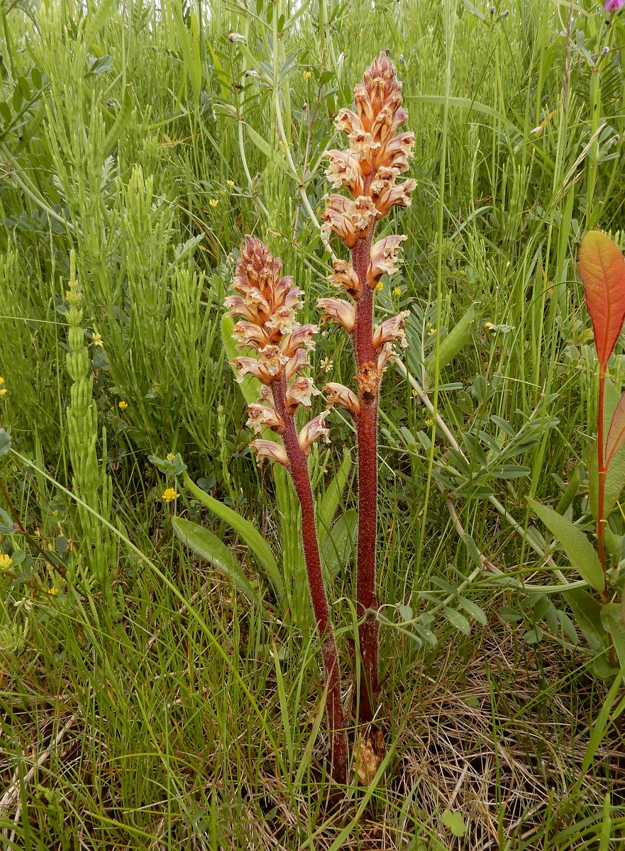 Orobanche minor, Common Broomrape