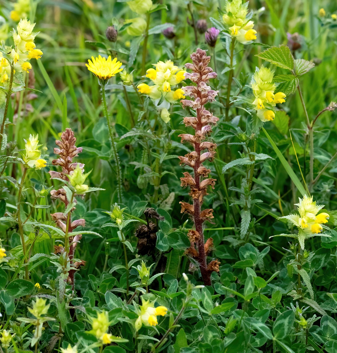 Orobanche minor, Common Broomrape