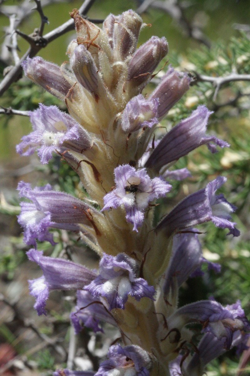 Orobanche ramosa, Hemp Broomrape