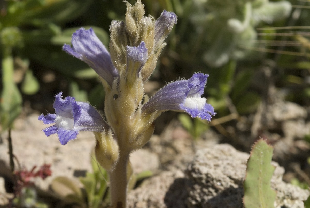 Orobanche ramosa, Hemp Broomrape