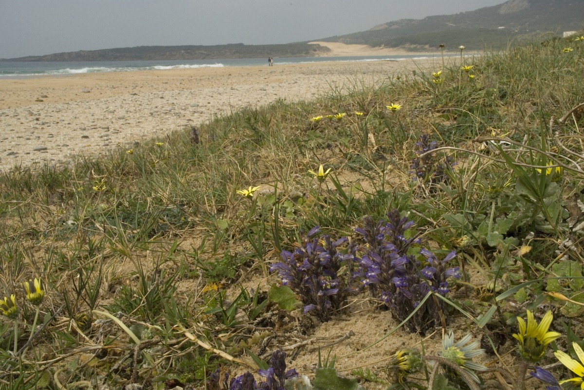 Orobanche ramosa, Hemp Broomrape
