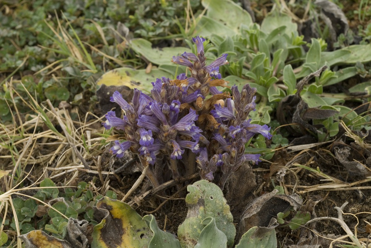 Orobanche ramosa, Hemp Broomrape