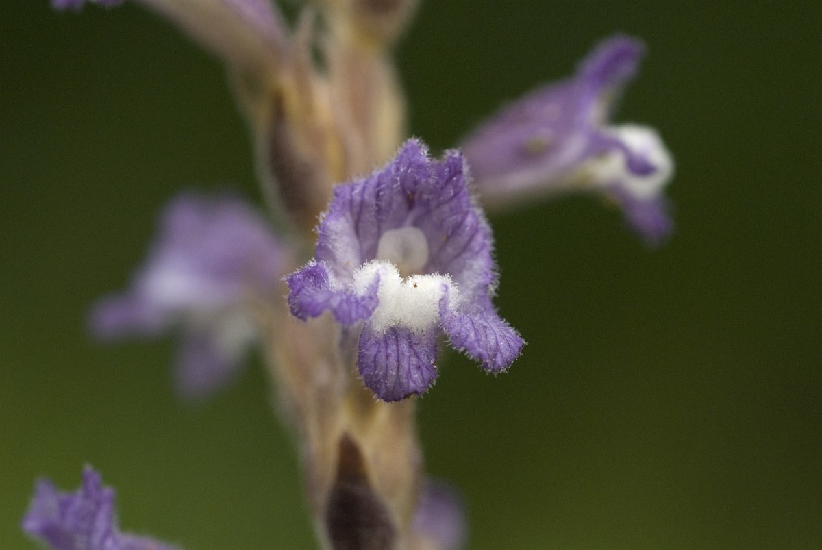 Orobanche ramosa, Hemp Broomrape