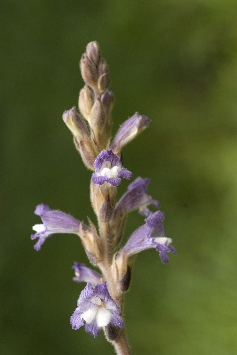 Orobanche ramosa, Hemp Broomrape